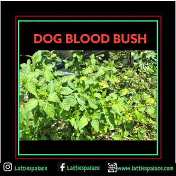 Rivina Humilis aka Dog Blood Bush (fertility bush) – Latties Palace ...